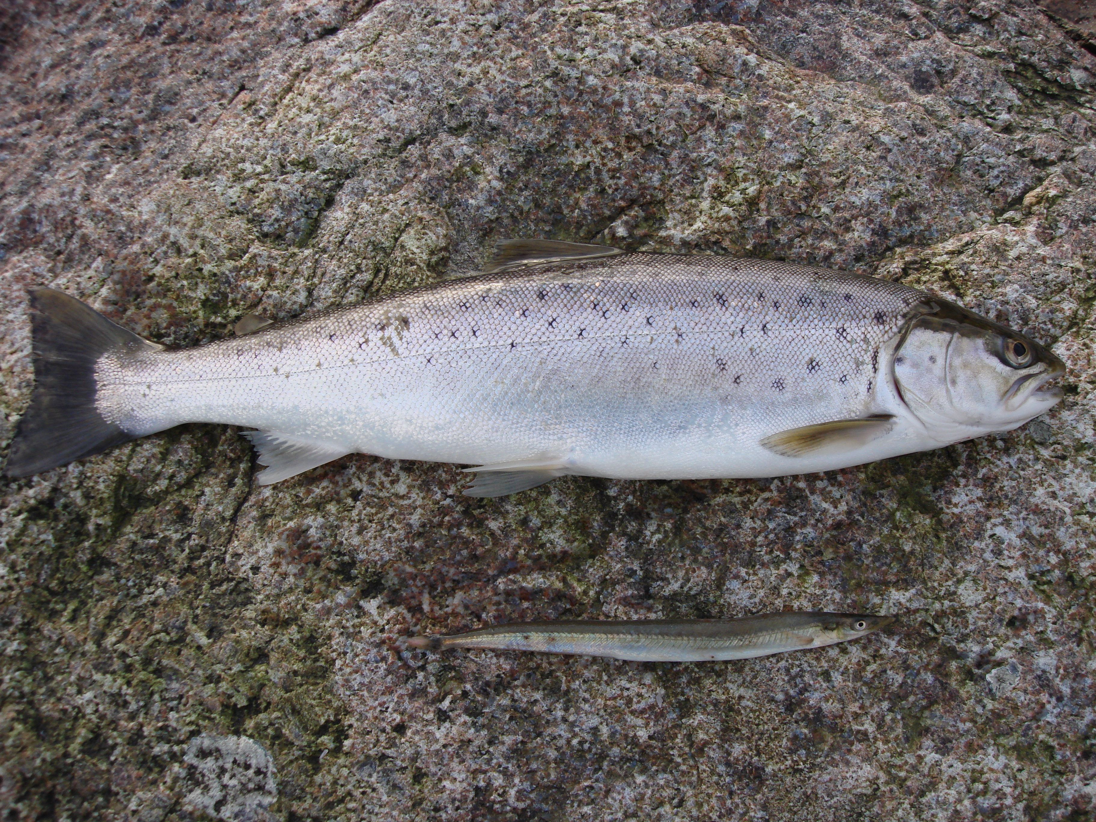 Meerforelle - Nahrung (Garnele, Sandaal, Tangläufer)