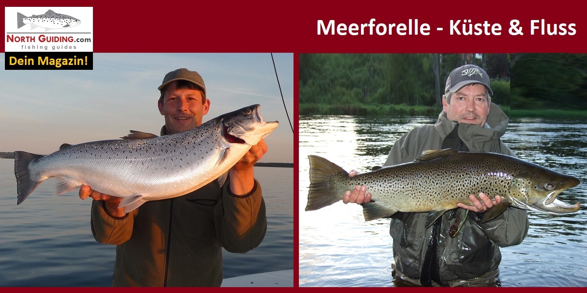 Meerforelle Küste & Fluss